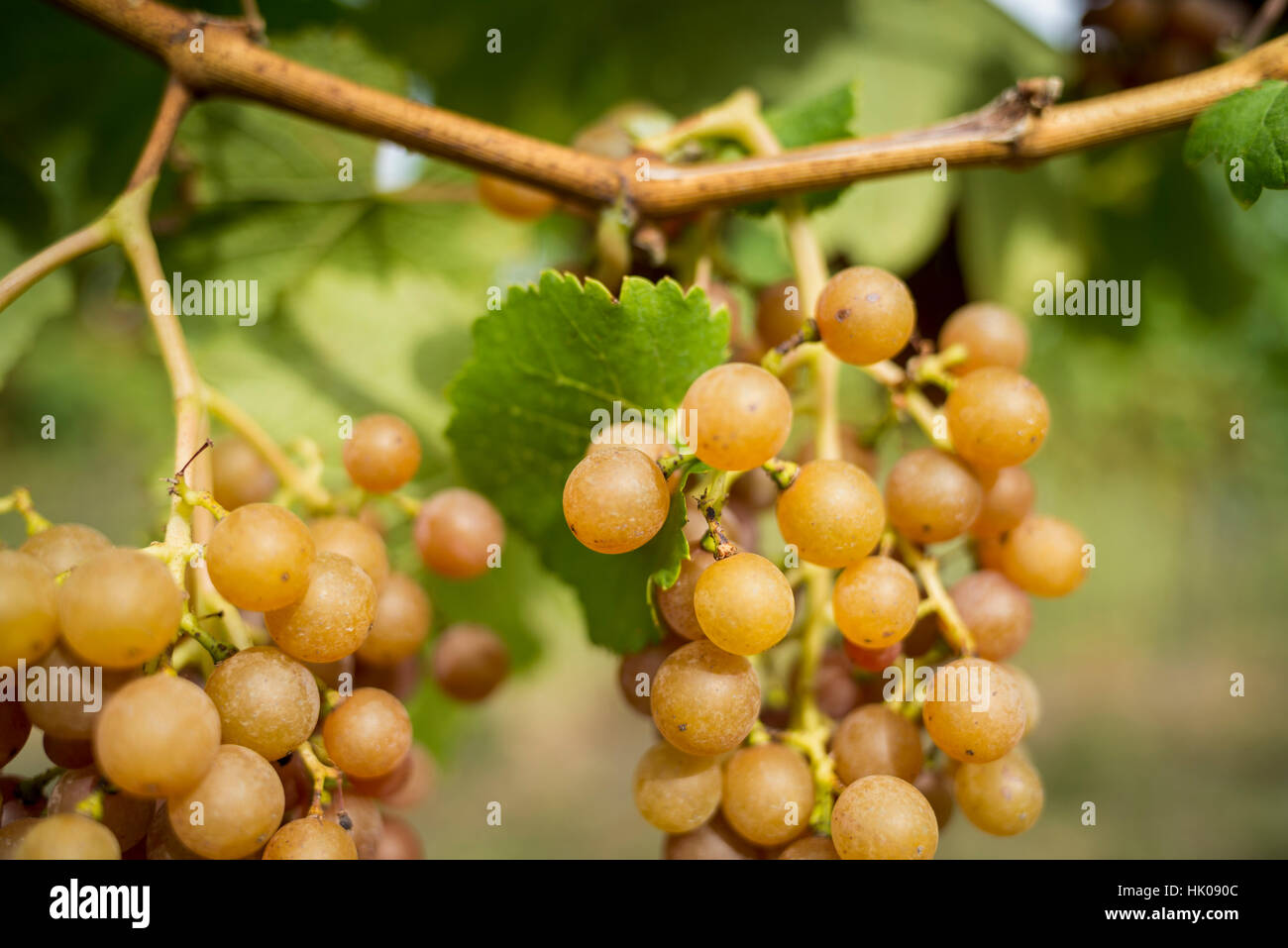 bunch of ripe grapes on grapevine right before harvest region Palava ...