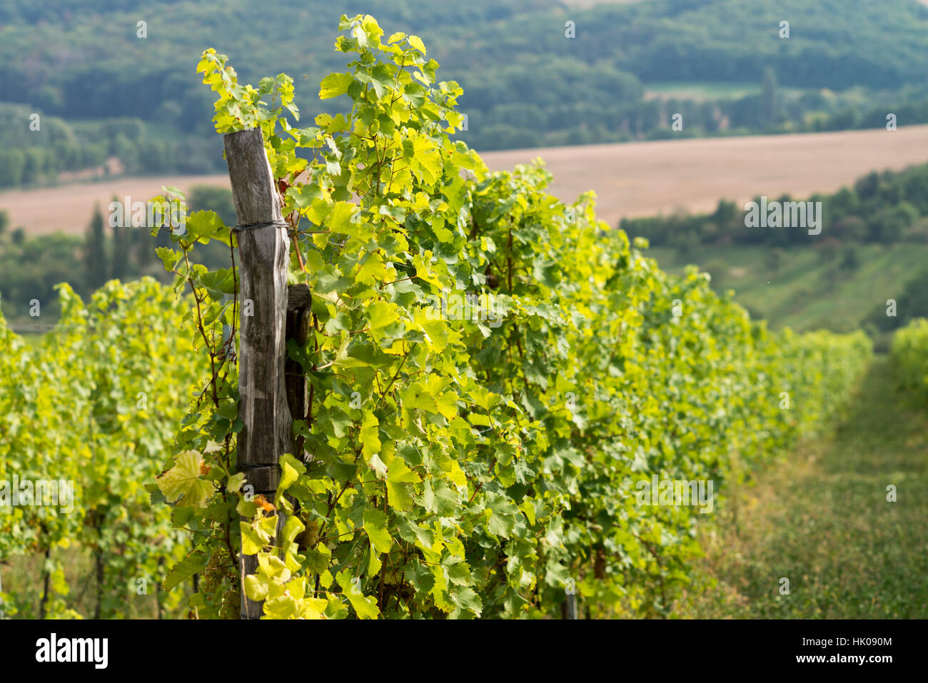 Vineyards in Wine Region Palava, South Moravia, Czech Republic, Europe ...
