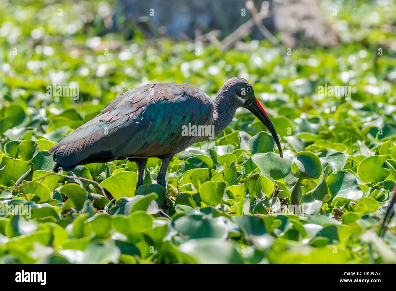 Hadada ibis or Bostrychia hagedash is wading in the swamp Stock Photo ...