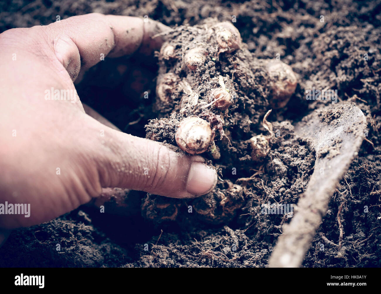 Sand ginger plant hi-res stock photography and images - Alamy