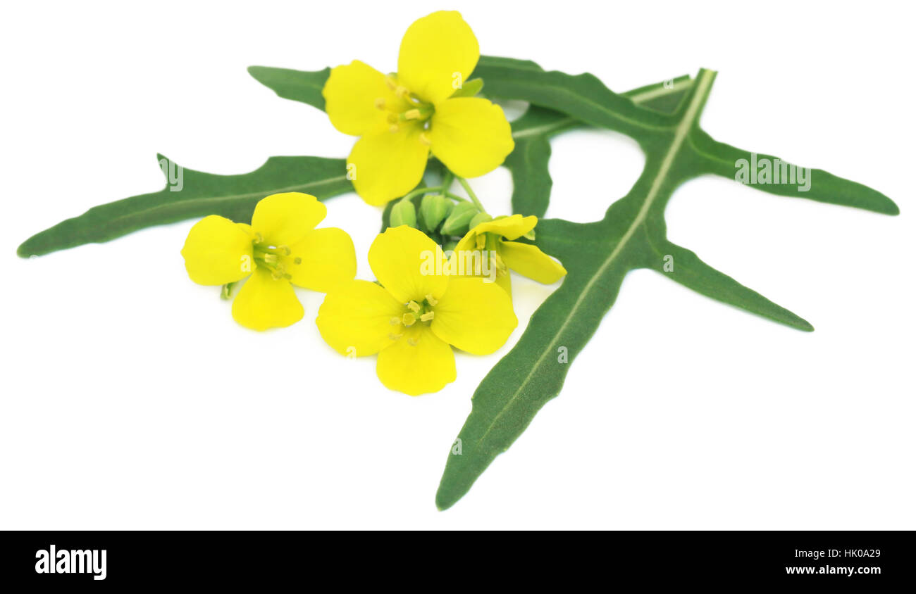 Fresh arugula or rucola leaves with flowers over white background Stock ...