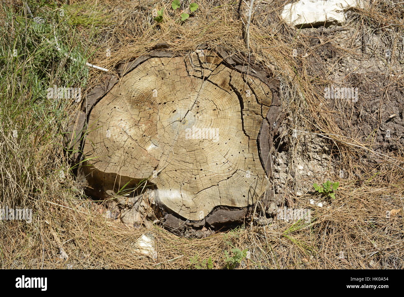 Old Tree Trunk Cut Log Stock Photo - Alamy