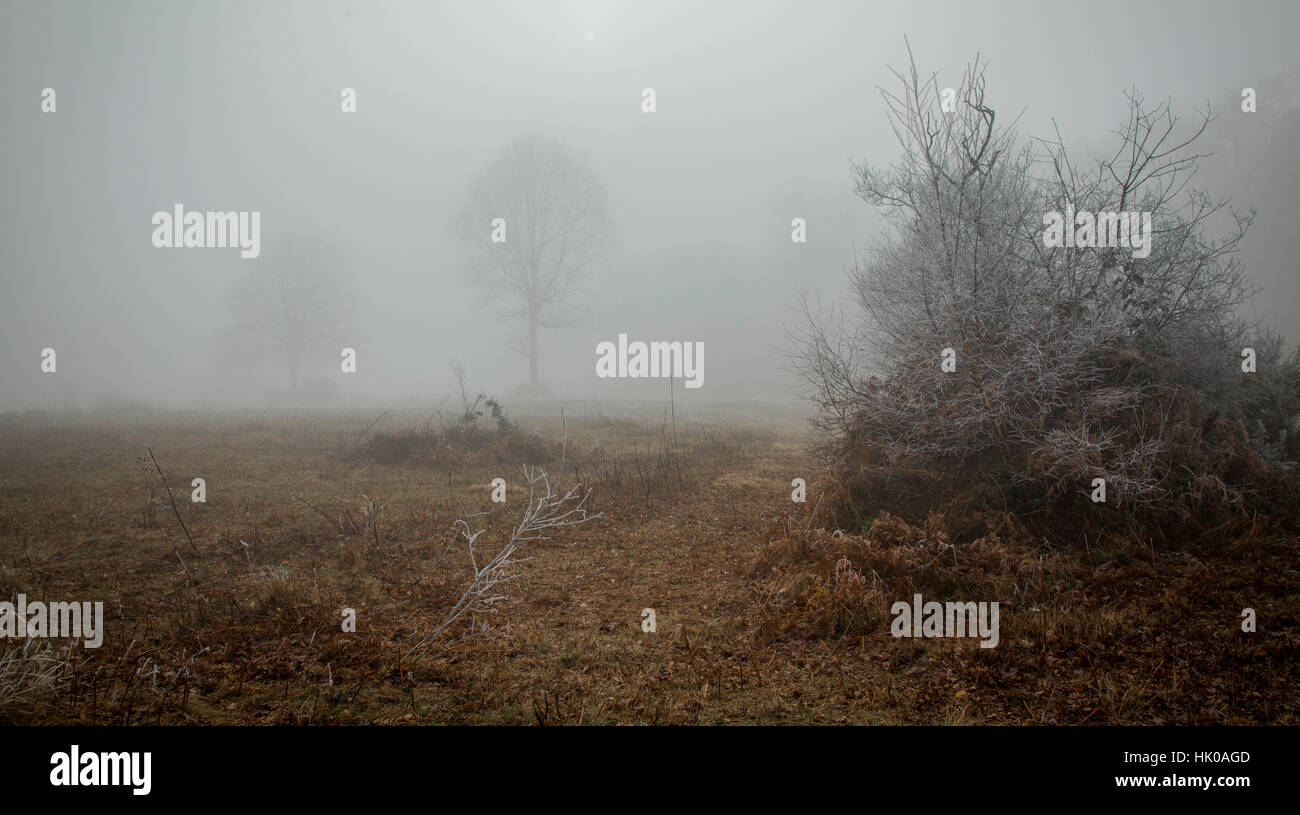 Atmospheric Woodland Scene in Foggy & Frosty Weather Stock Photo - Alamy