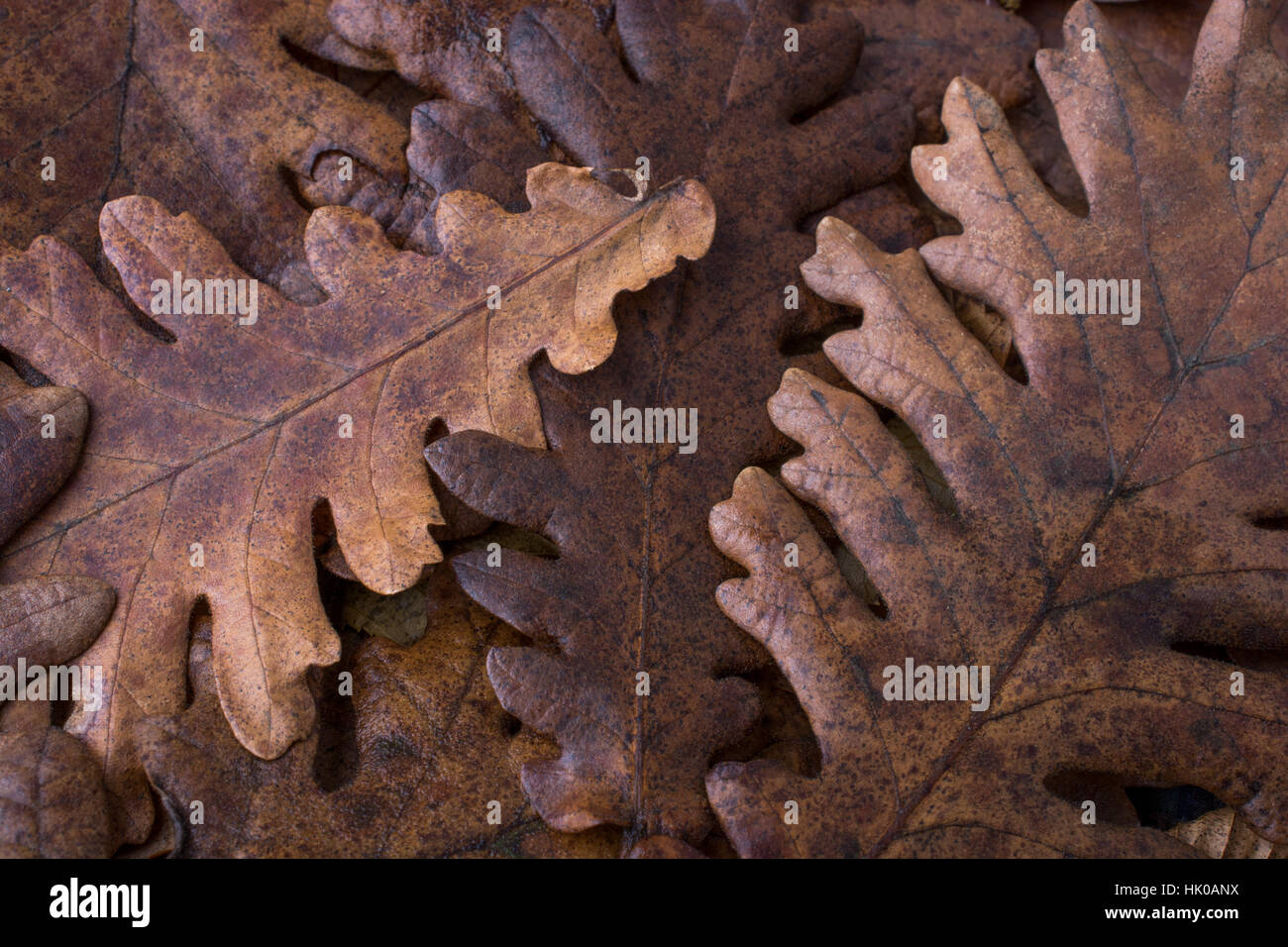 Beautiful dry leaves as an autumn background Stock Photo - Alamy