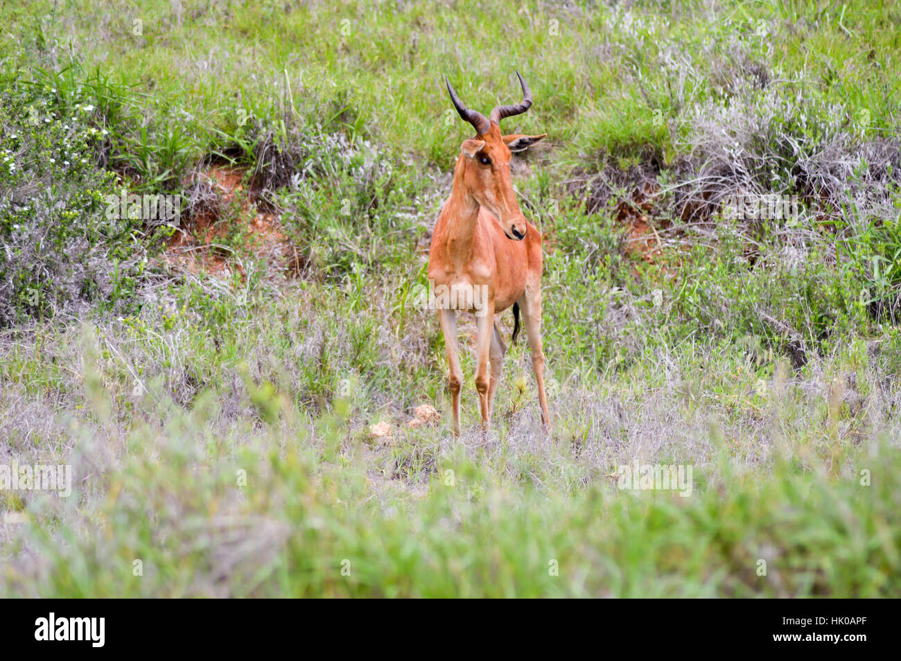 Hirola in the savanna of Tsavo West Park in Kenya Stock Photo - Alamy