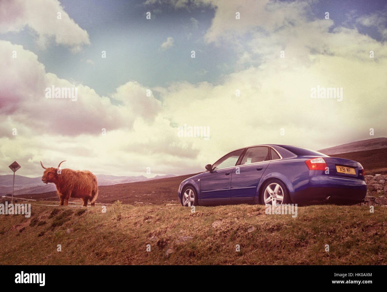 Highland cattle car hi-res stock photography and images - Alamy
