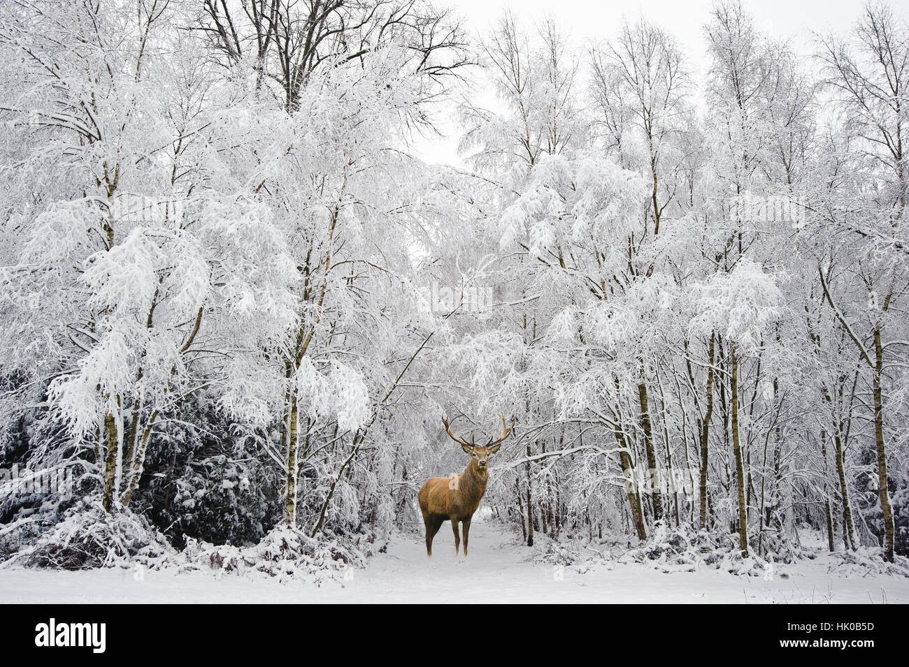 Beautiful red deer stag in snow covered Winter forest landscape Stock ...