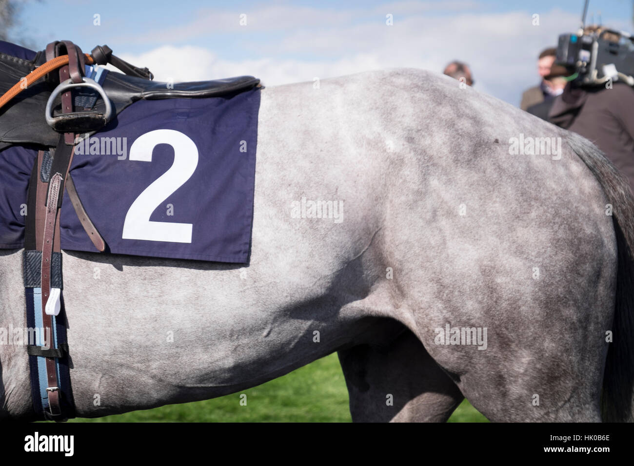 Number two horse ready to race Stock Photo - Alamy
