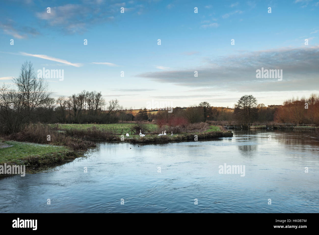 Swans on riverbank during frosty Winter sunrise landscape Stock Photo ...
