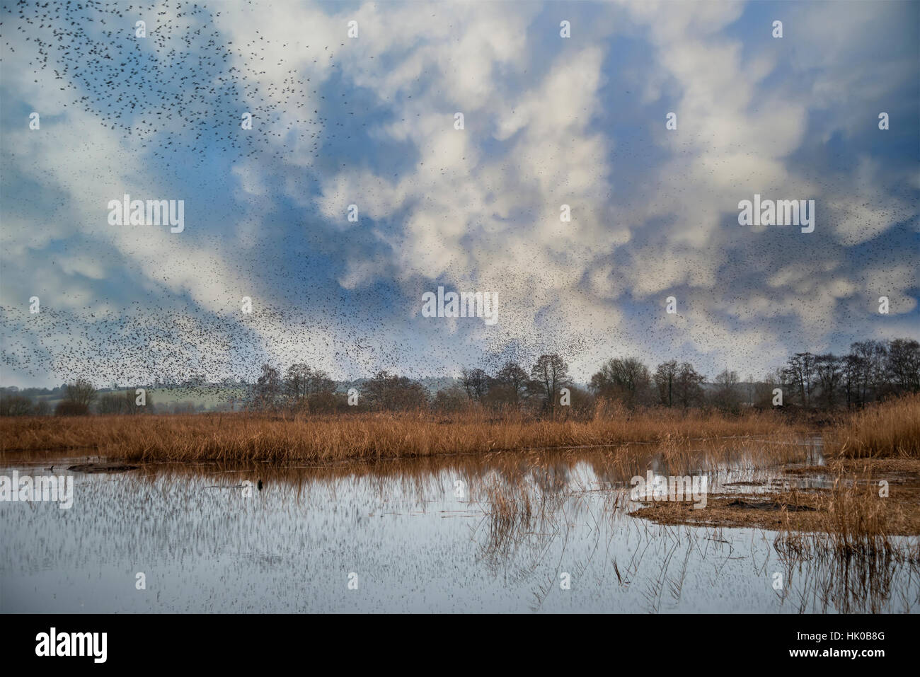 Huge flock of starlings in the landscape hi-res stock photography and ...