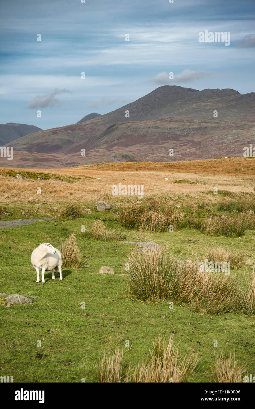 Beautiful english countryside in the autumn hi-res stock photography ...