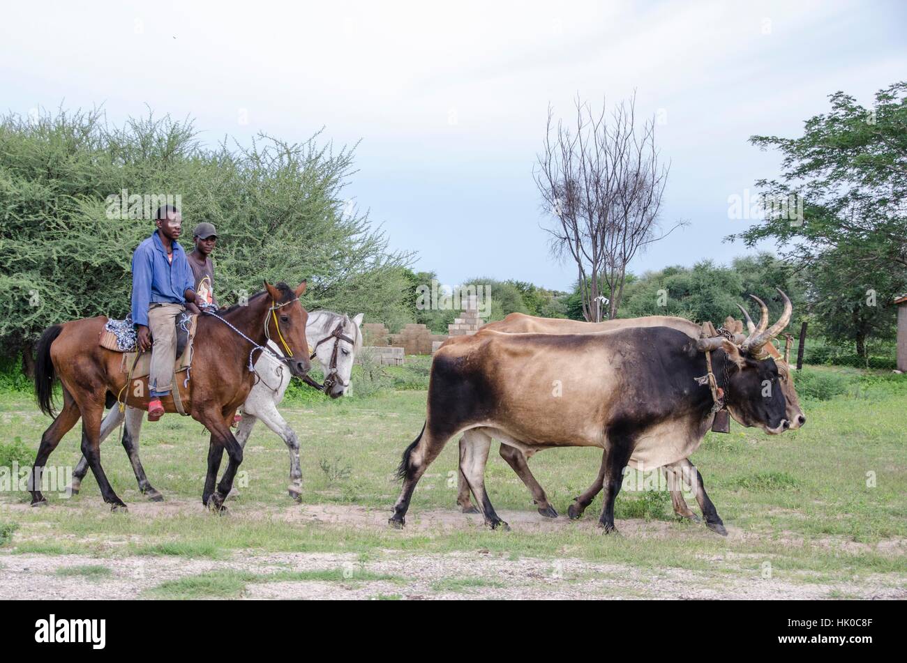 Ploughing oxen africa africa hi-res stock photography and images - Alamy