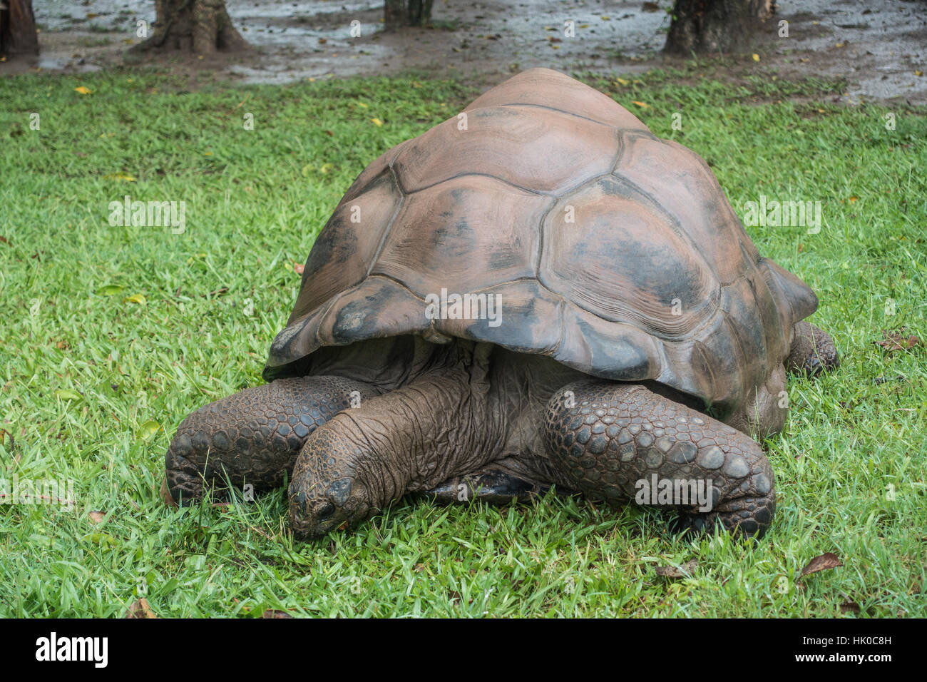 Aldabran giant tortoise hi-res stock photography and images - Alamy