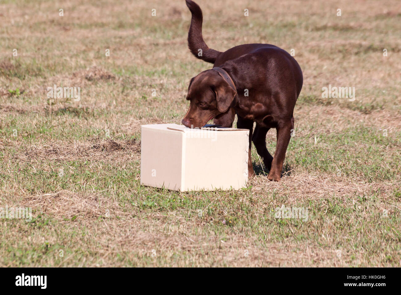 Soldiers from the K-9 dog unit works with his partner to during a ...