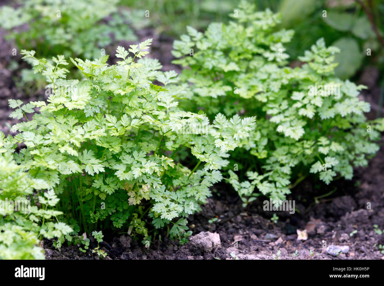 Anthriscus cerefolium hi-res stock photography and images - Alamy