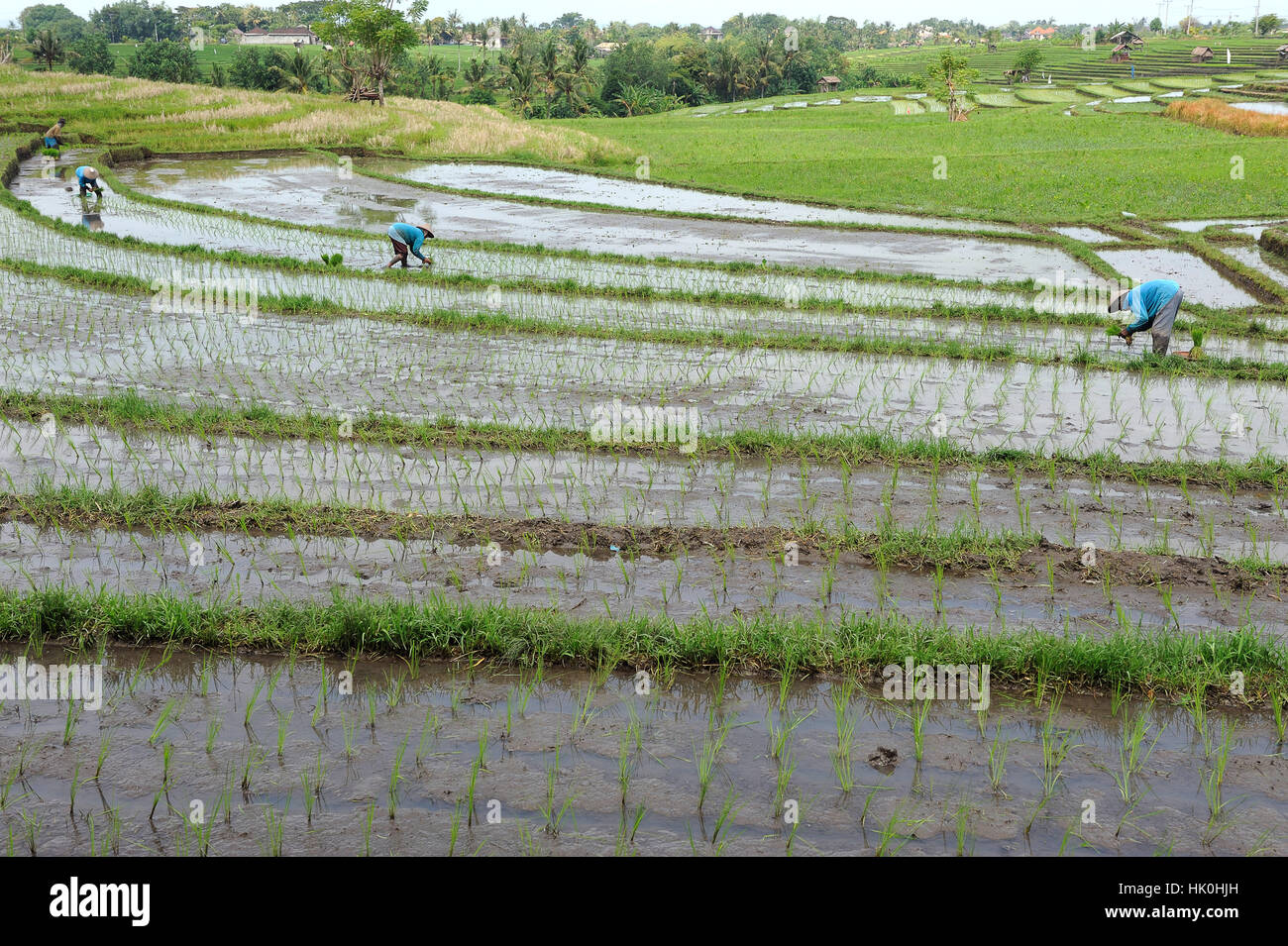 Indonesia, Bali, Tabana, rice fields, farmer planting rice Stock Photo ...