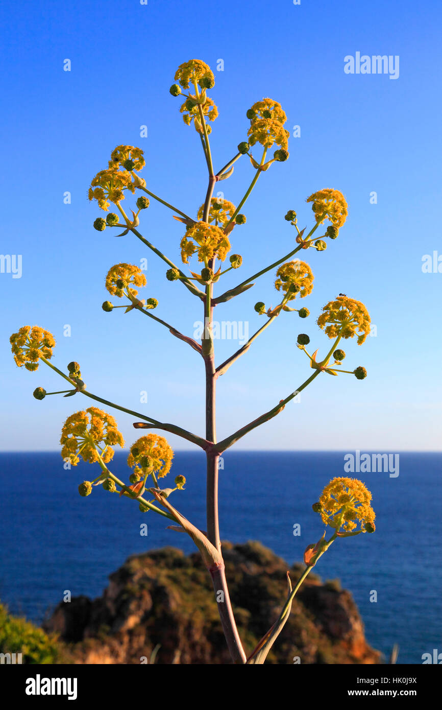 Portugal, Algarve, Lagos Stock Photo - Alamy