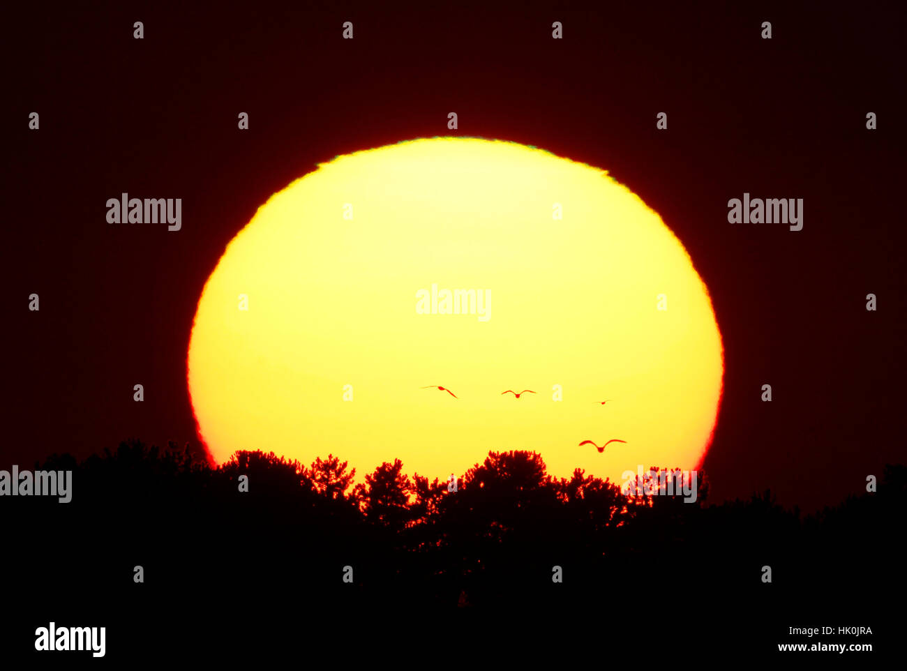 France, Normandy. Sunset over Agon-Coutainville. Seagulls flying before ...