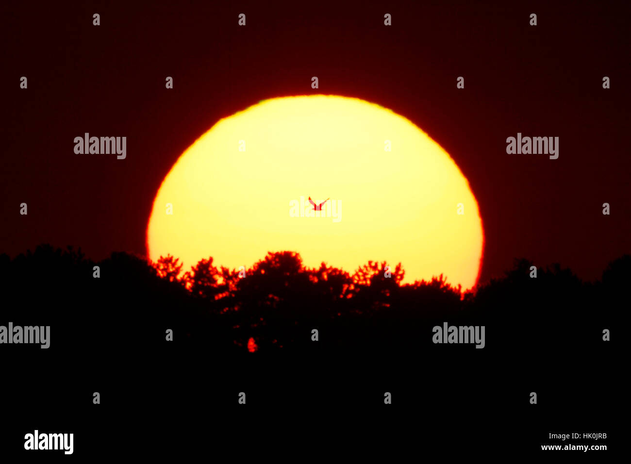 France, Normandy. Sunset over Agon-Coutainville. Seagull flying before ...