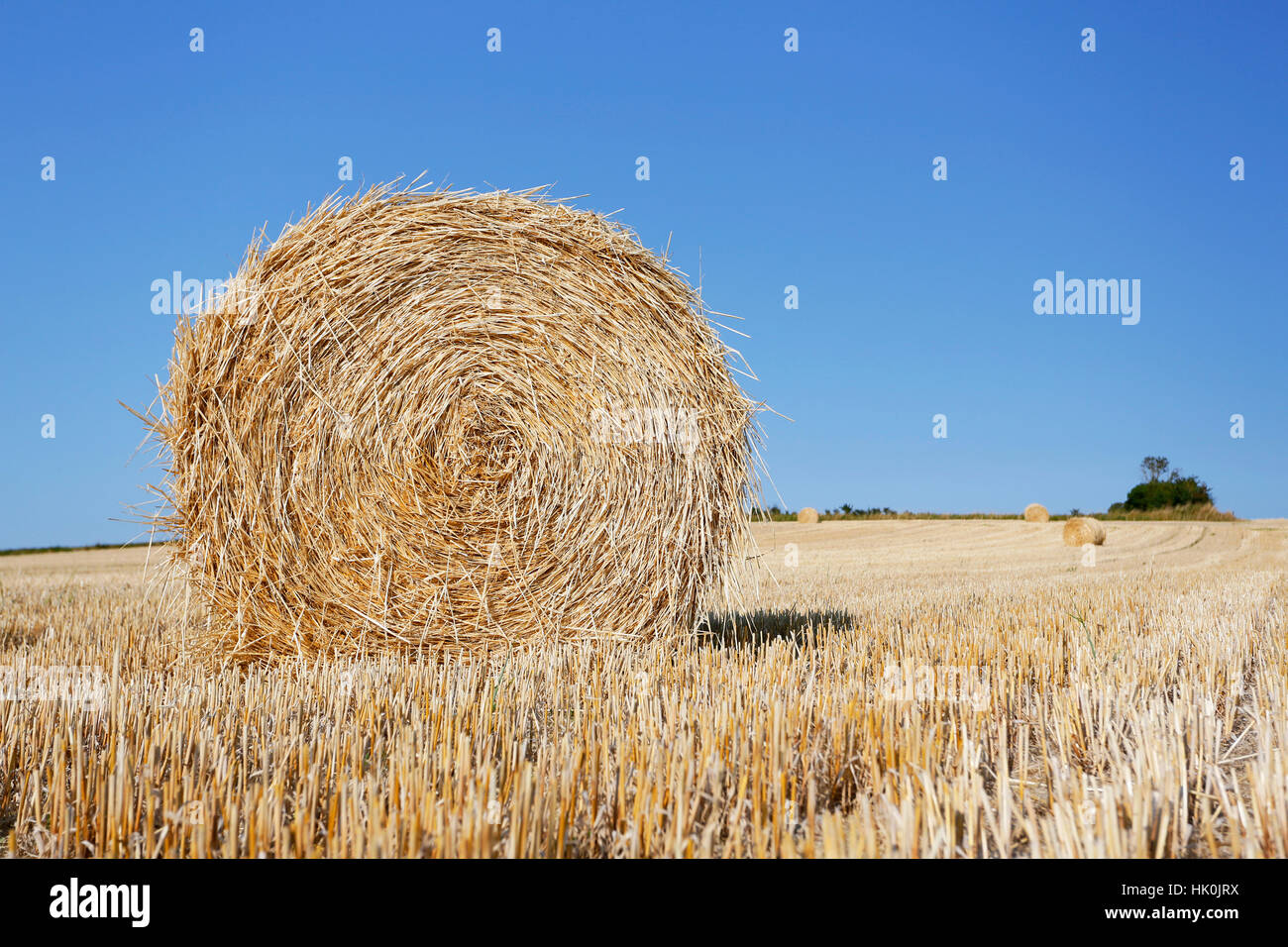 France, Normandy, Montmartin-sur-Mer, Haystacks mechanically rolled at ...