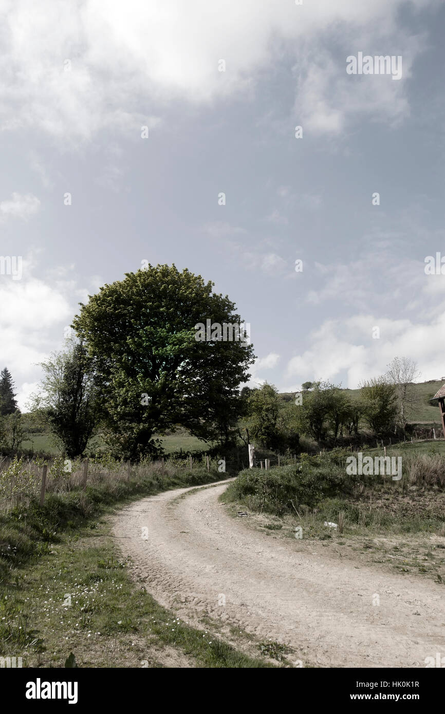 tree, trees, agriculture, farming, dirt road, fields, farm, ireland ...
