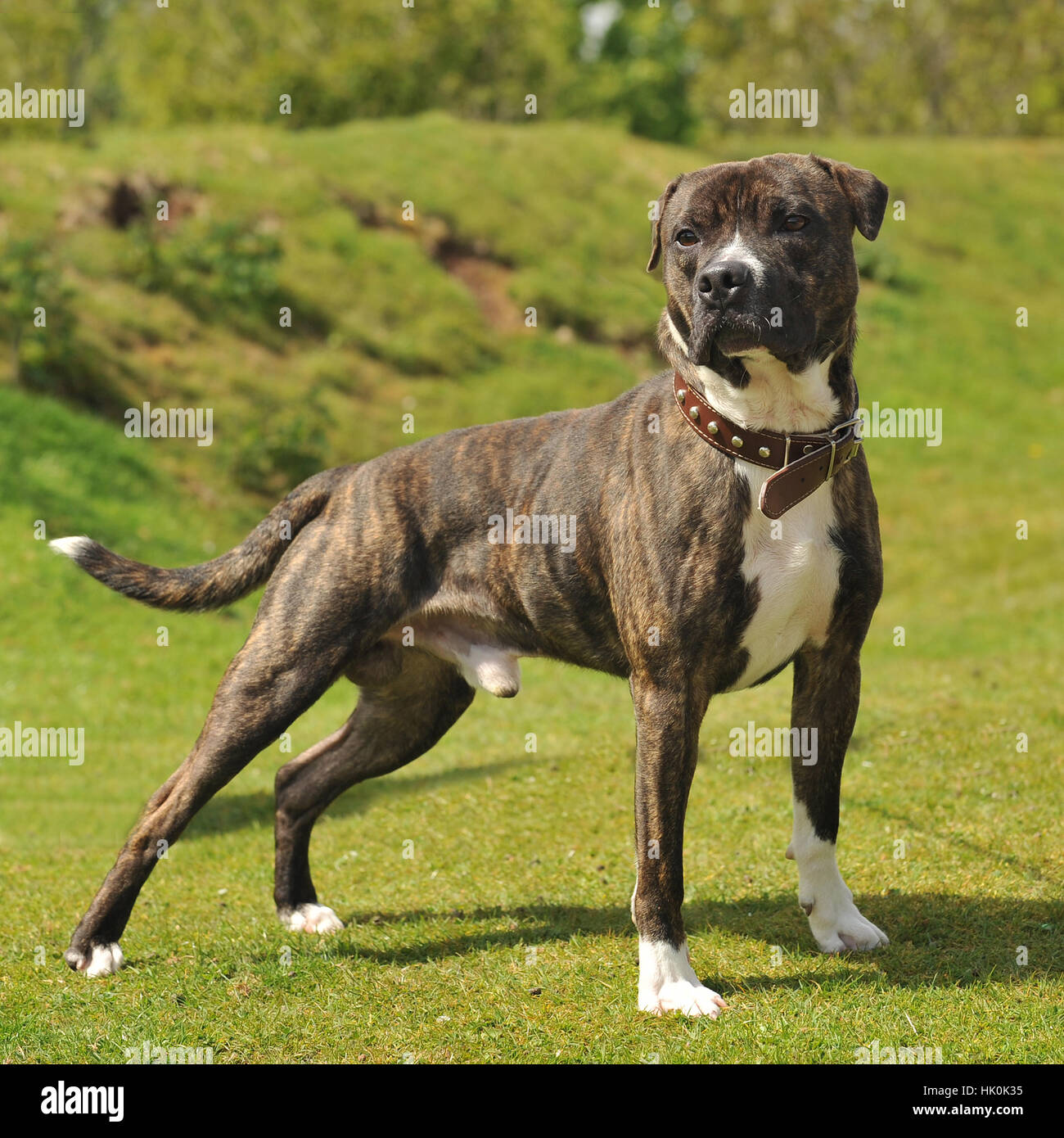 Brindle pit bull hi-res stock photography and images - Alamy