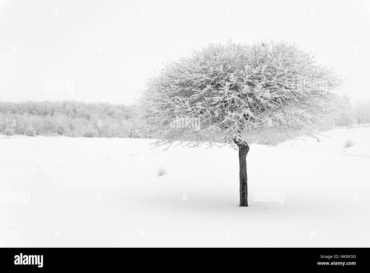Field in snow winter Black and White Stock Photos & Images - Alamy