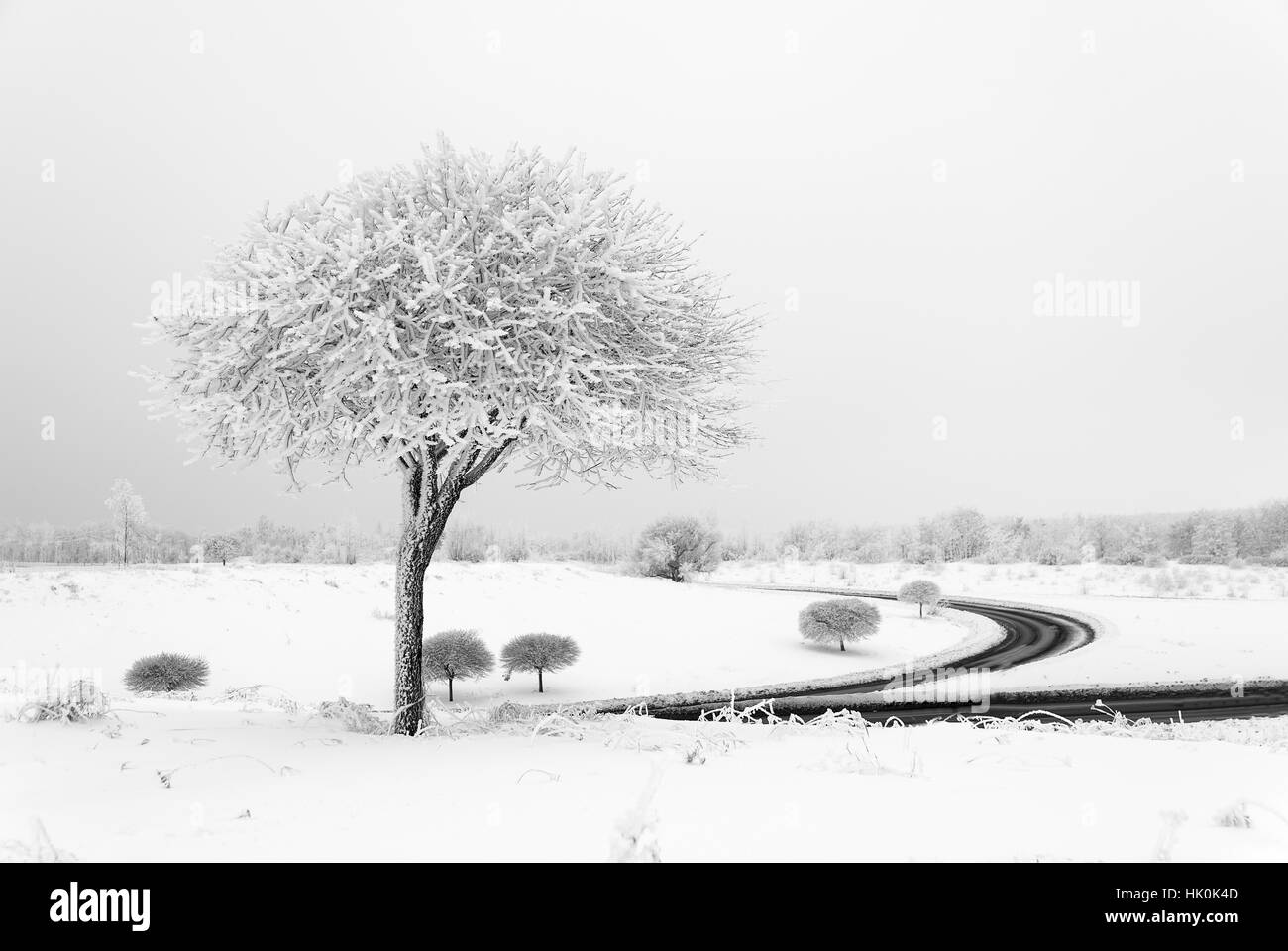 Winter Tree covered with snow in field Stock Photo - Alamy