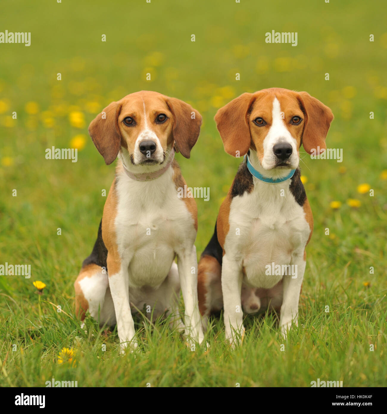 Are Beagles Better In Pairs