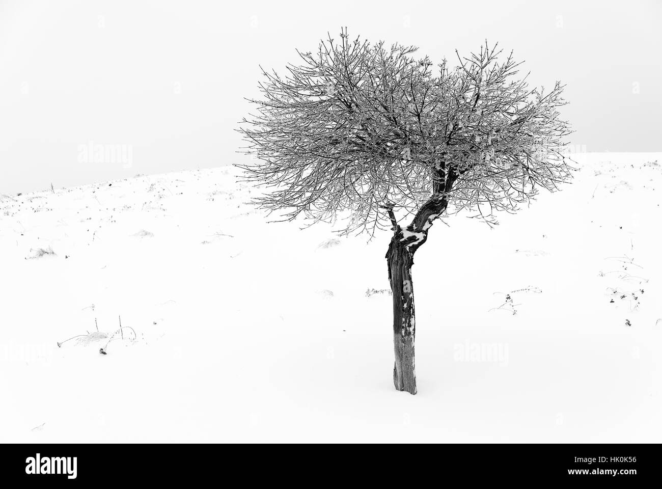 Winter field in snow Black and White Stock Photos & Images - Alamy
