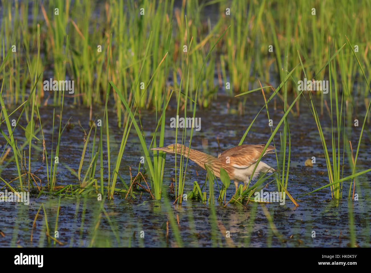 bird, heron, water, nature, bird, green, wild, spring, bouncing ...