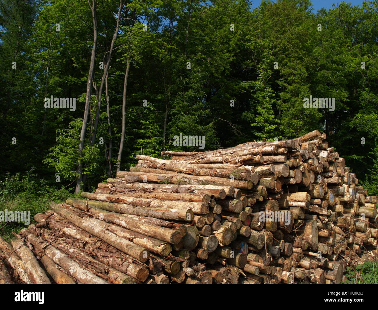 wood, forest, nature, trunk, wood, trunk, tribes, lumbers, forest ...