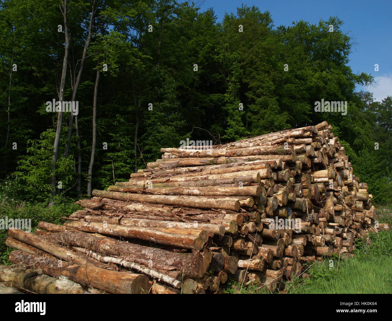 wood, forest, nature, trunk, wood, trunk, tribes, lumbers, forest ...