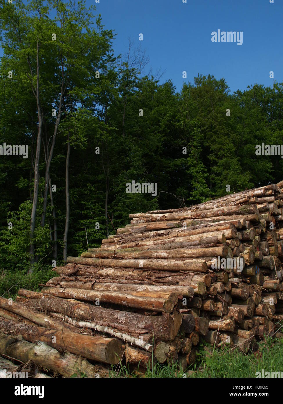 wood, forest, nature, trunk, wood, trunk, tribes, lumbers, forest ...