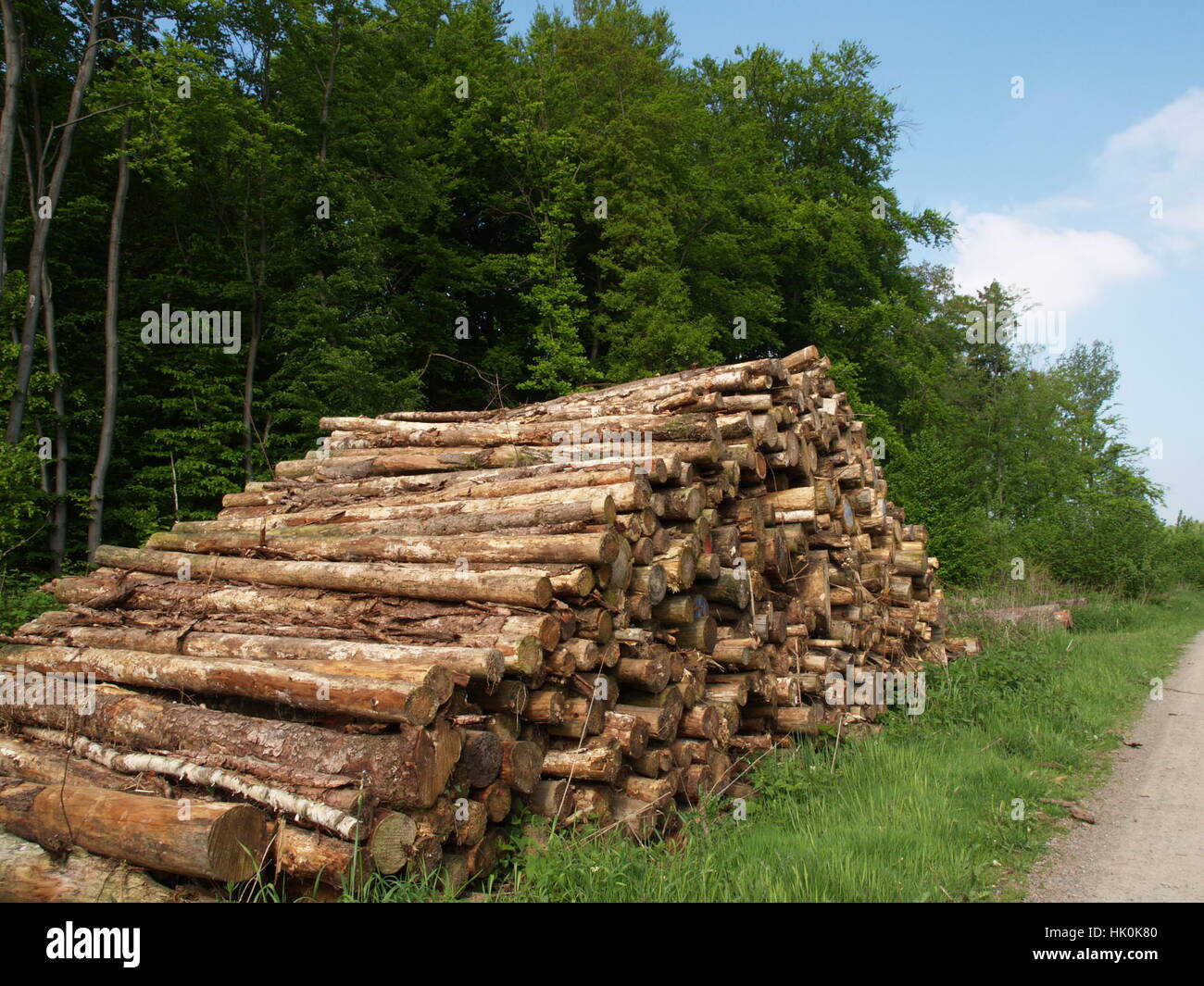 wood, forest, nature, trunk, wood, trunk, tribes, lumbers, forest ...