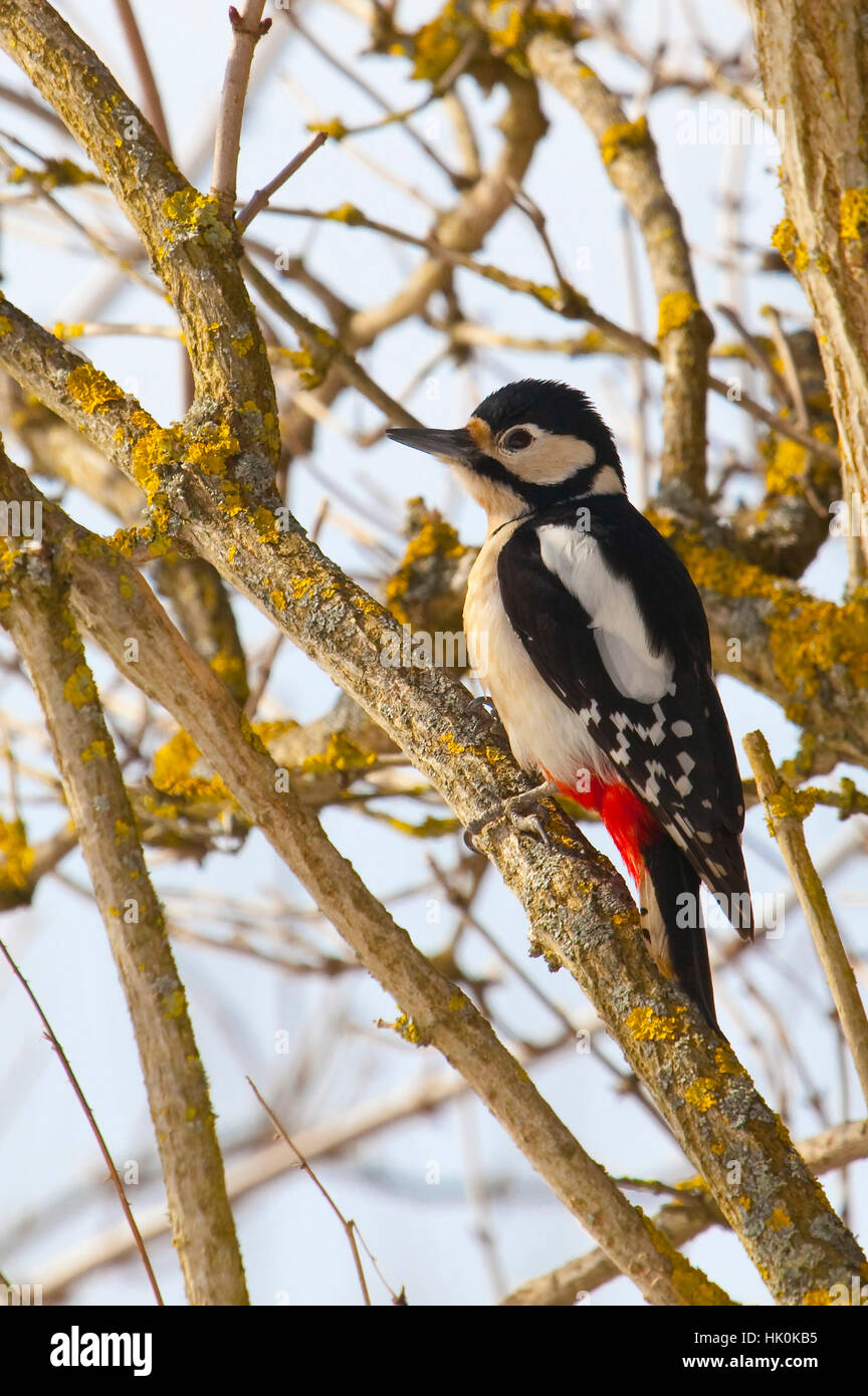 animal, bird, birds, small, tiny, little, short, branch, woodpecker ...