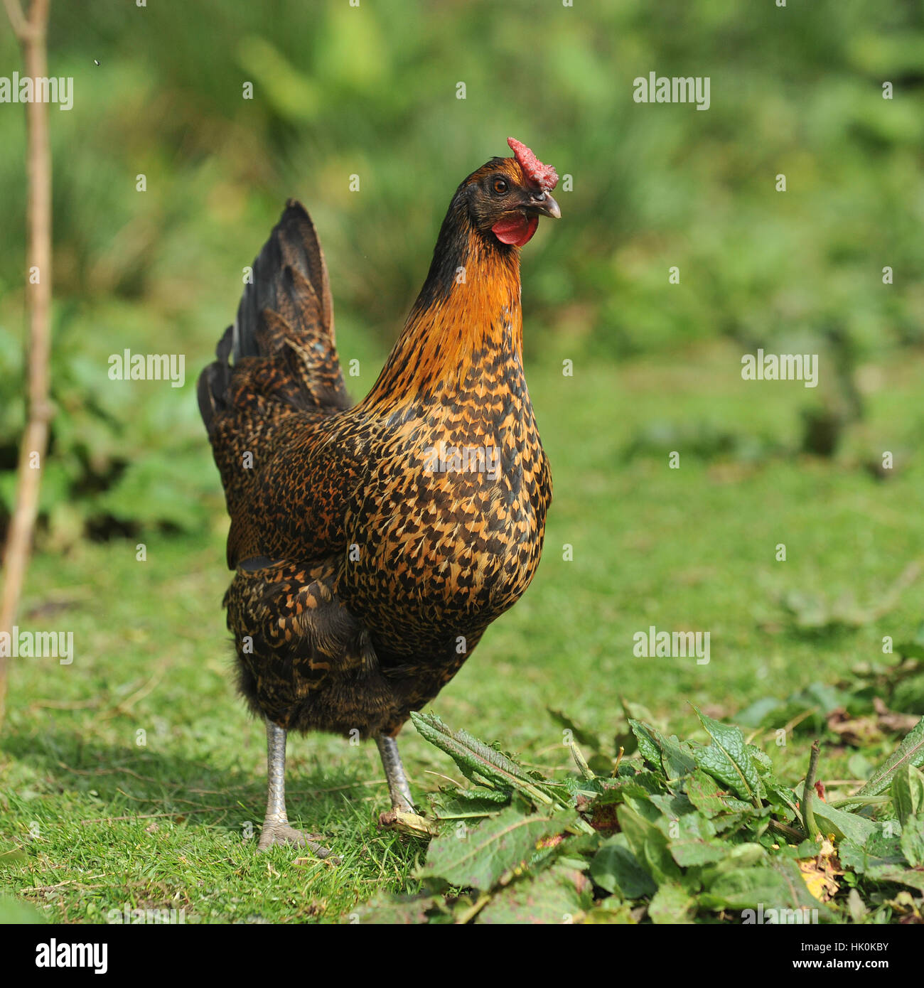 free range chicken Stock Photo - Alamy