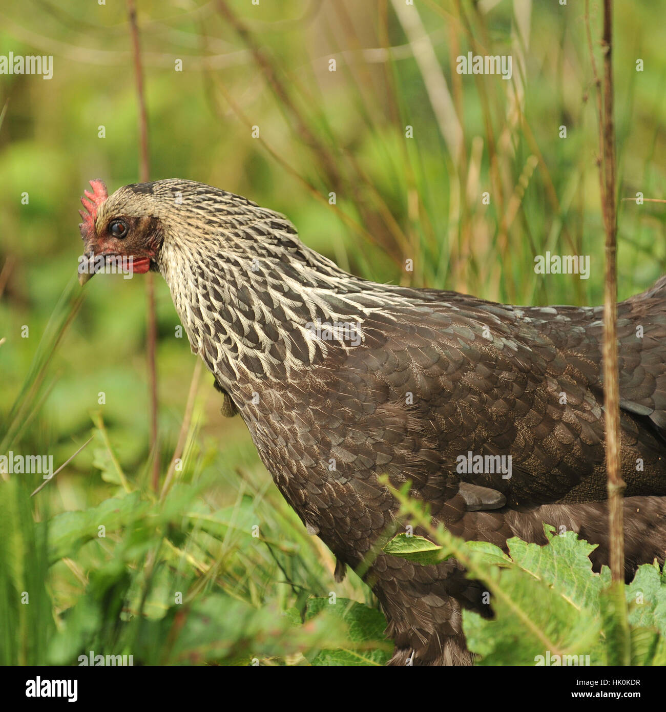 free range dorking chicken Stock Photo - Alamy