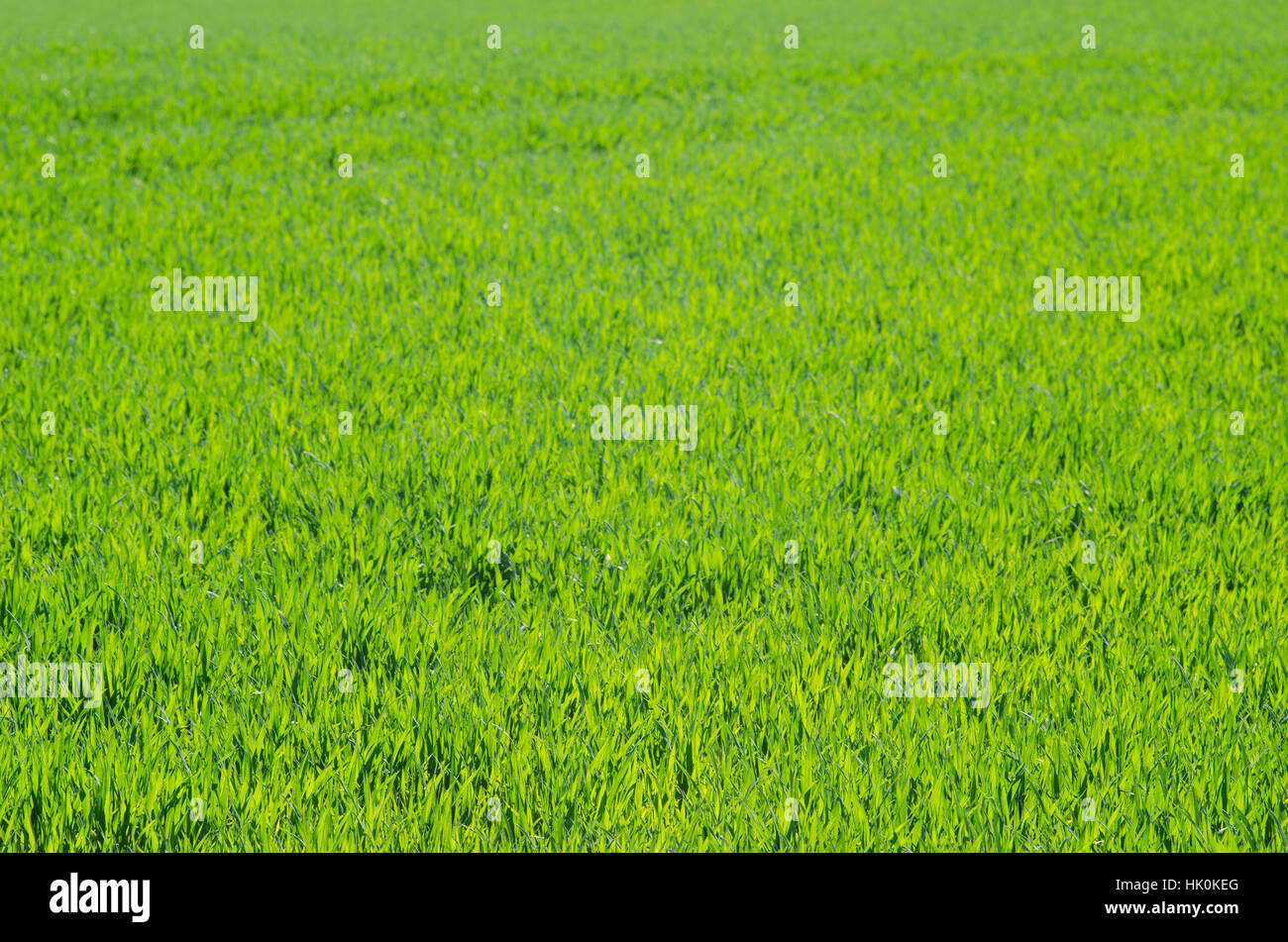 closeup, rough, field, outdoor, meadow, grass, lawn, green, backdrop ...