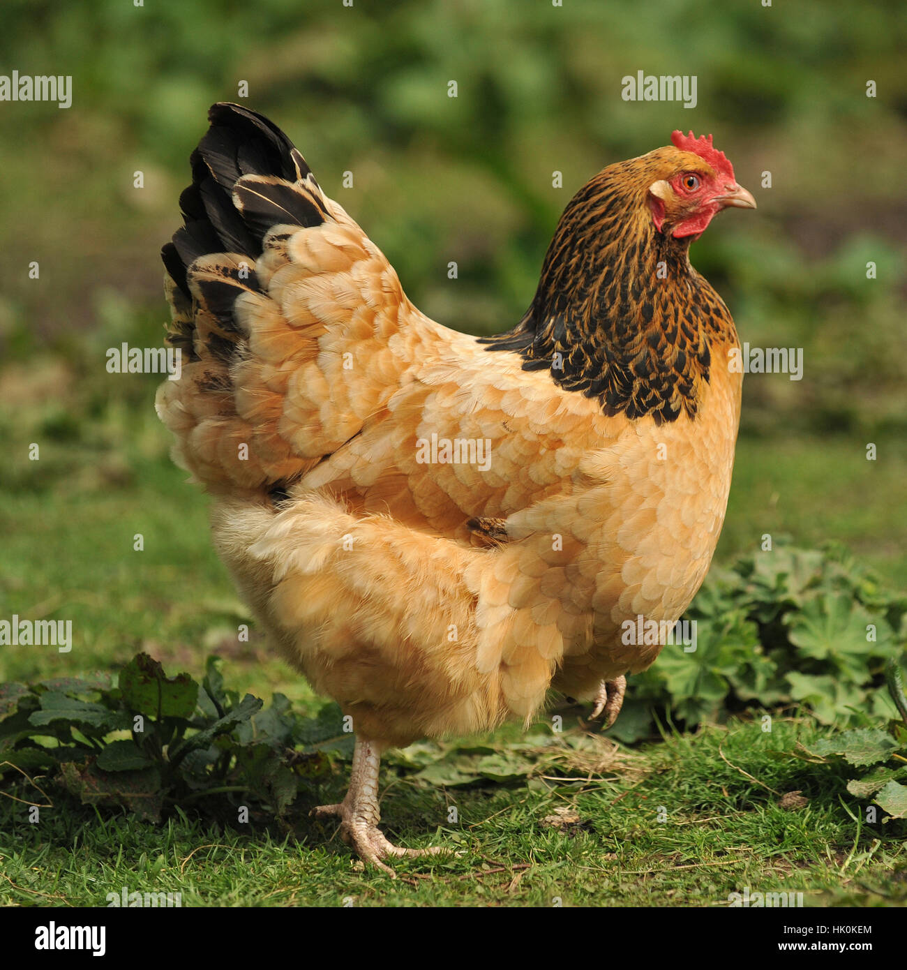 free range chicken Stock Photo - Alamy