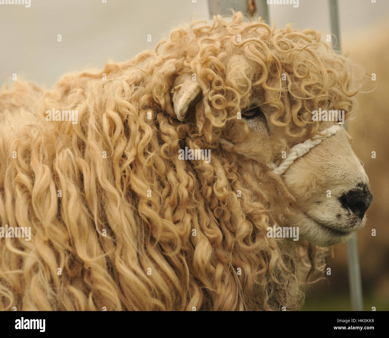 Curly sheep wool hi-res stock photography and images - Alamy