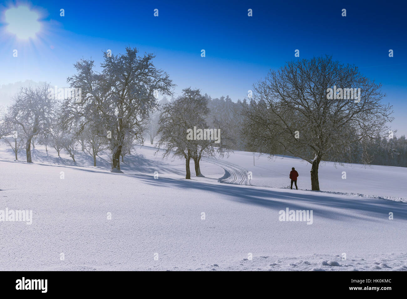 Winter landscape - frosty winter tree in the forest with sunrise light ...