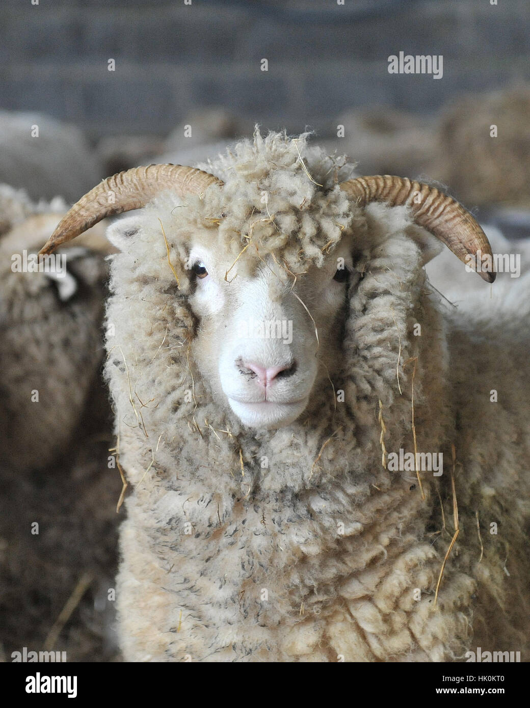 dorset horn sheep Stock Photo - Alamy