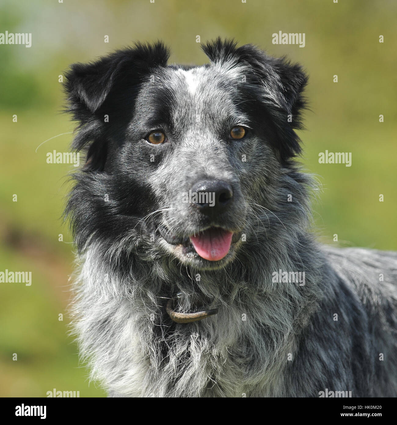 working border collie dog Stock Photo - Alamy