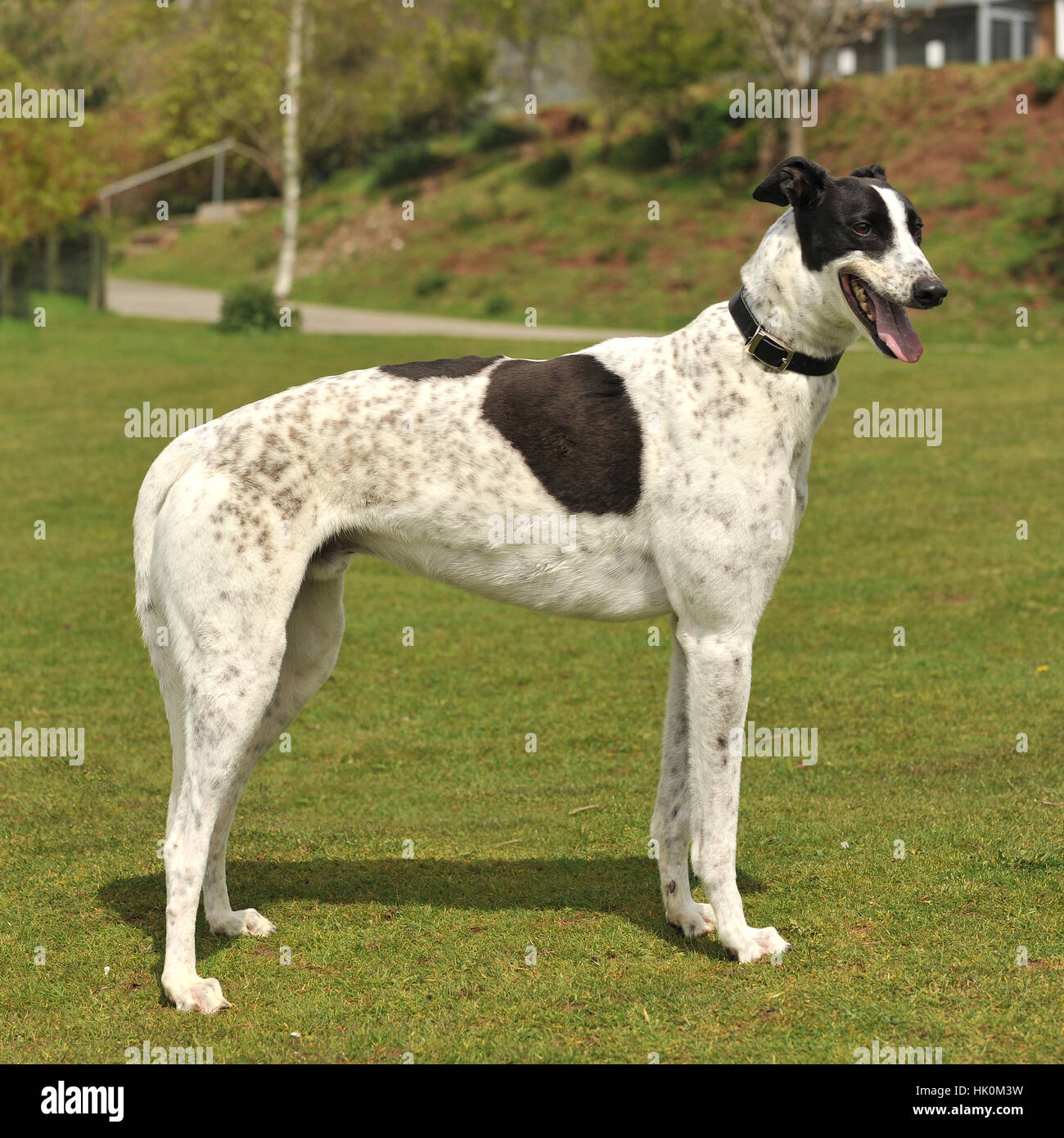 Stood Greyhound High Resolution Stock Photography and Images - Alamy