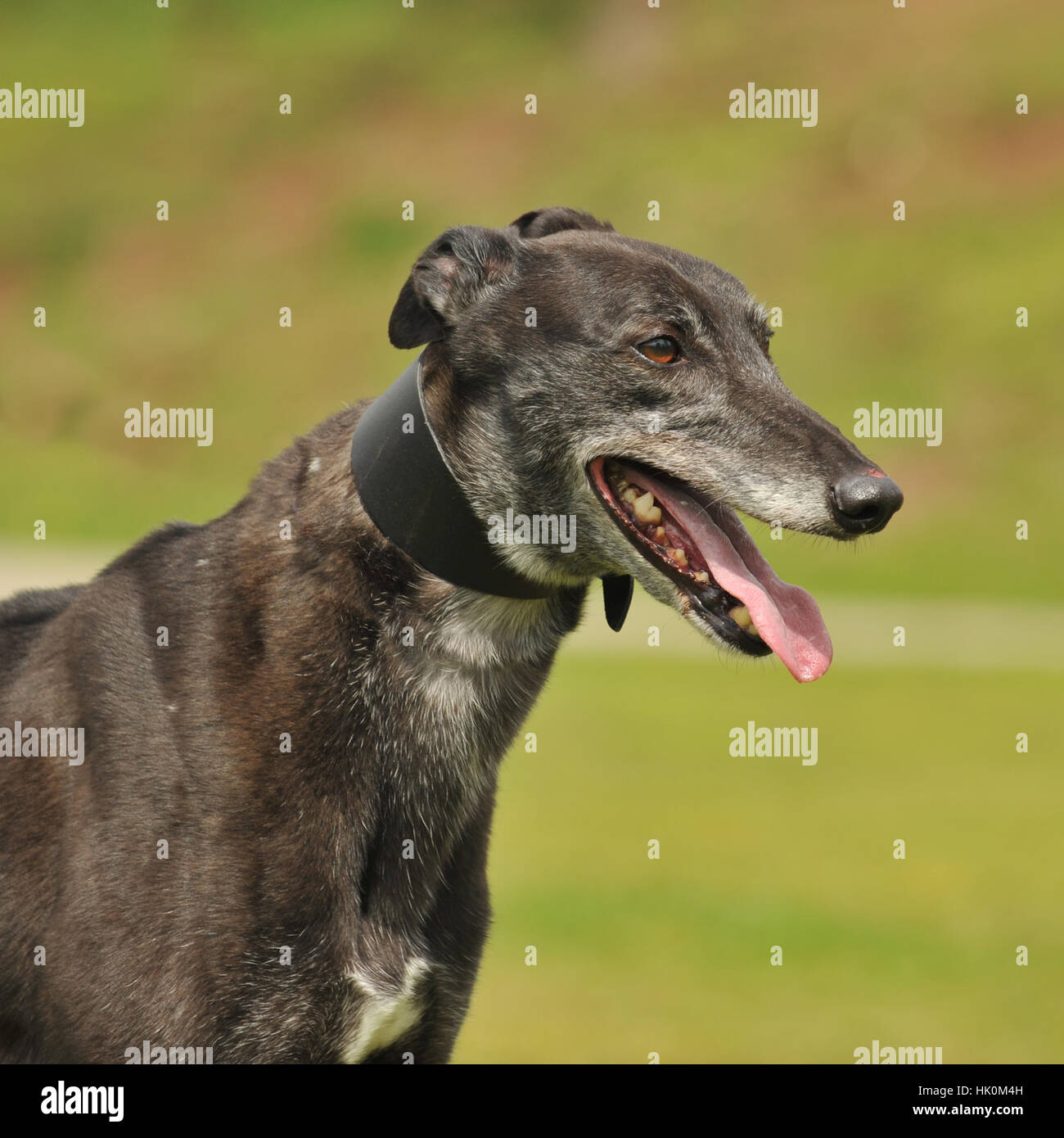 Black Greyhound High Resolution Stock Photography and Images - Alamy