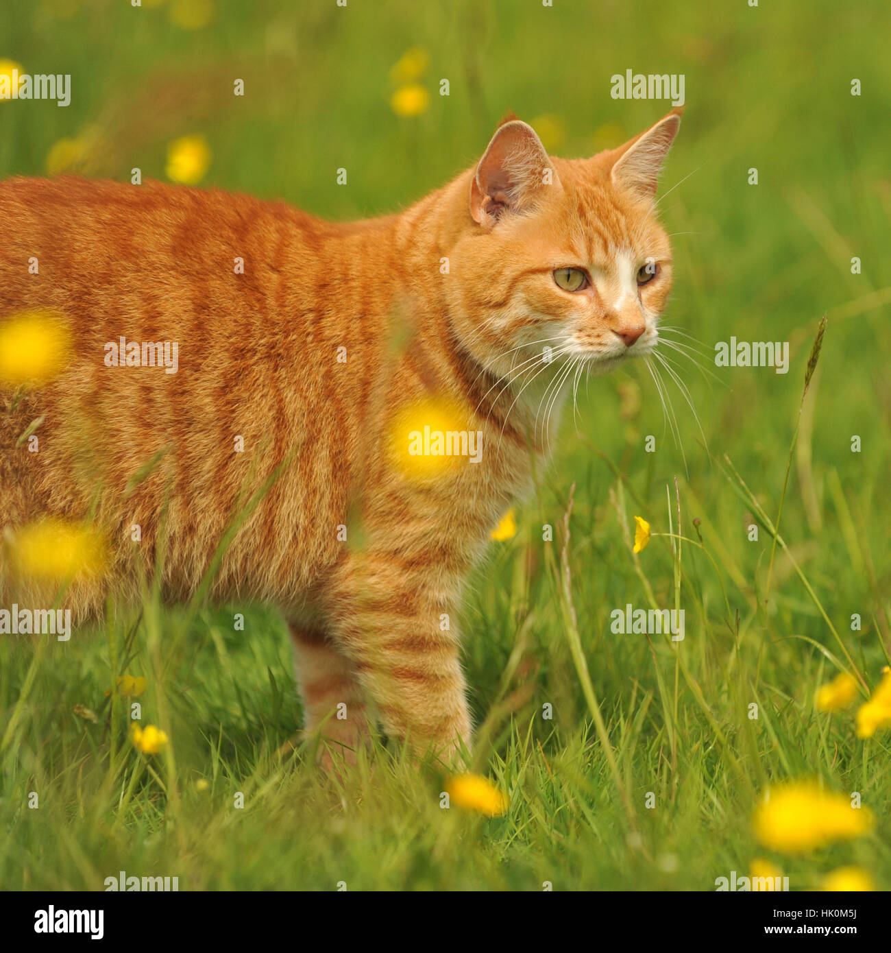 Ginger tom looking up hi-res stock photography and images - Alamy