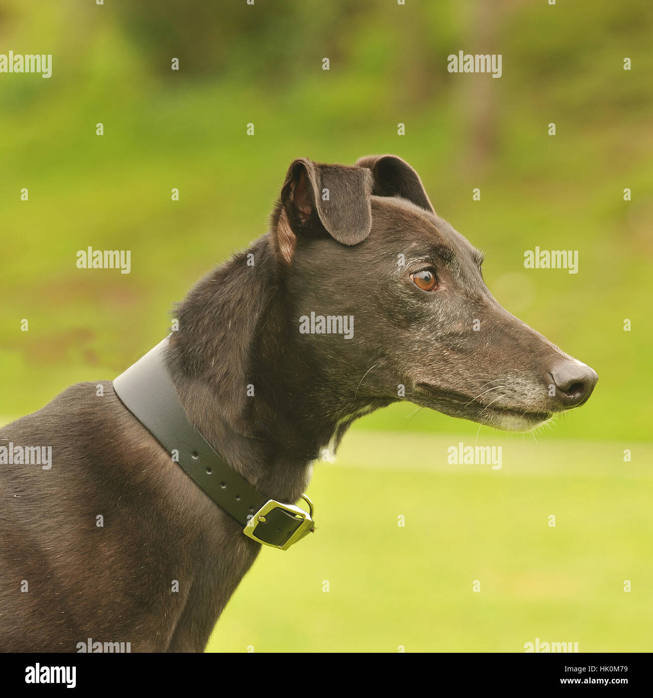 Portrait dog head profile greyhound hi-res stock photography and images ...