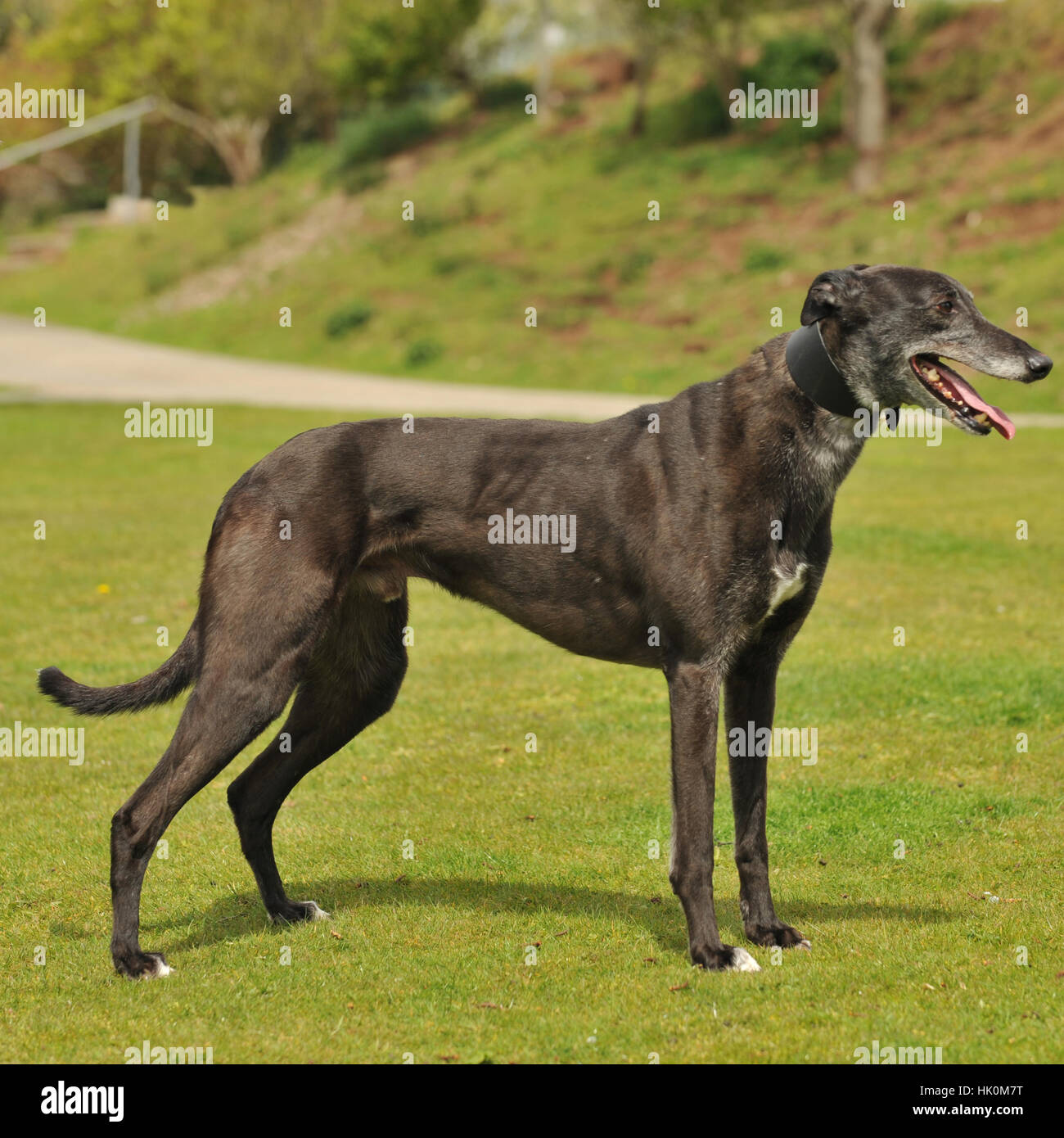 Greyhound dog and countryside hi-res stock photography and images - Alamy