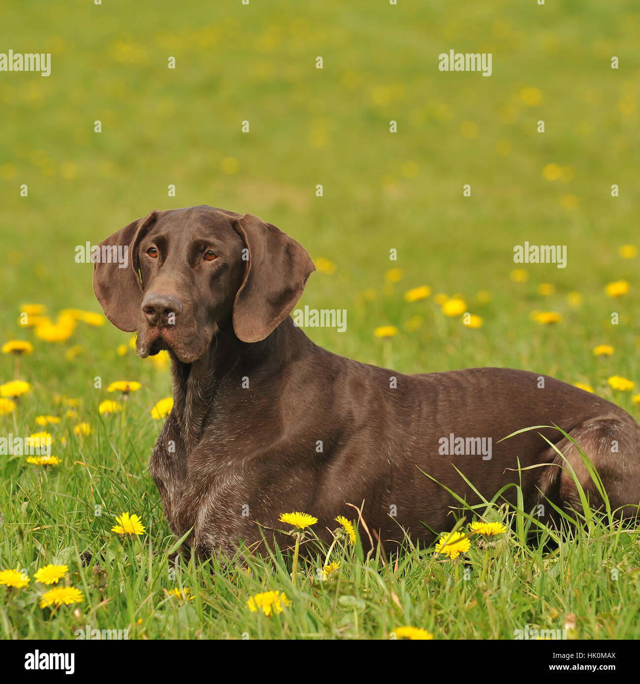 Happy german shorthaired pointer hi-res stock photography and images ...